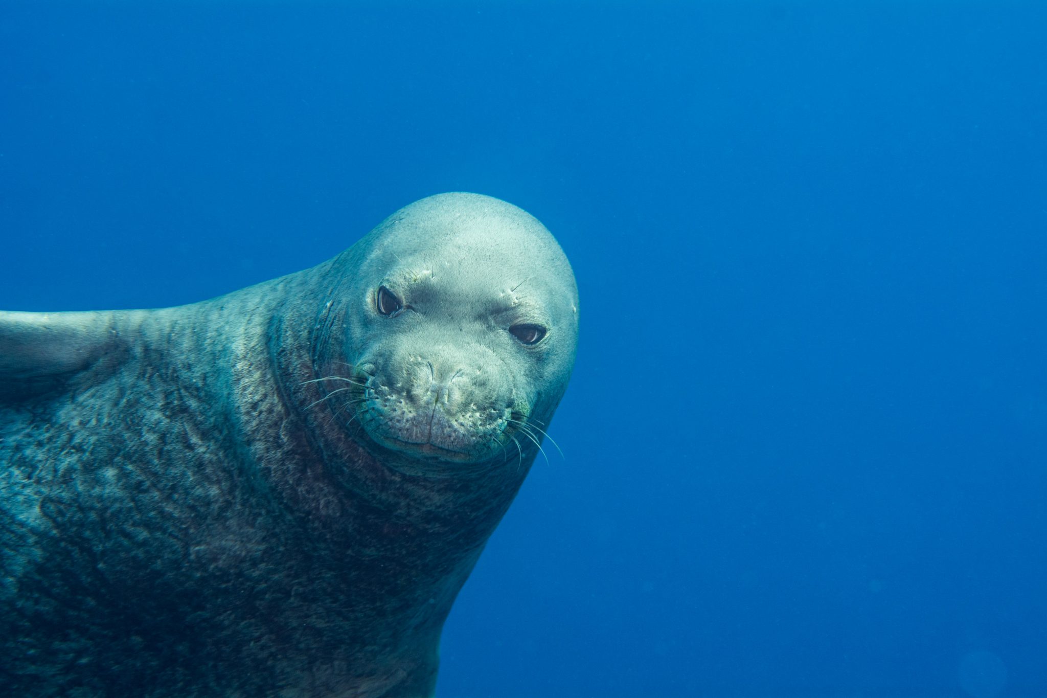 Fishes, Turtles, Seals and Snakes – Underwater Woman