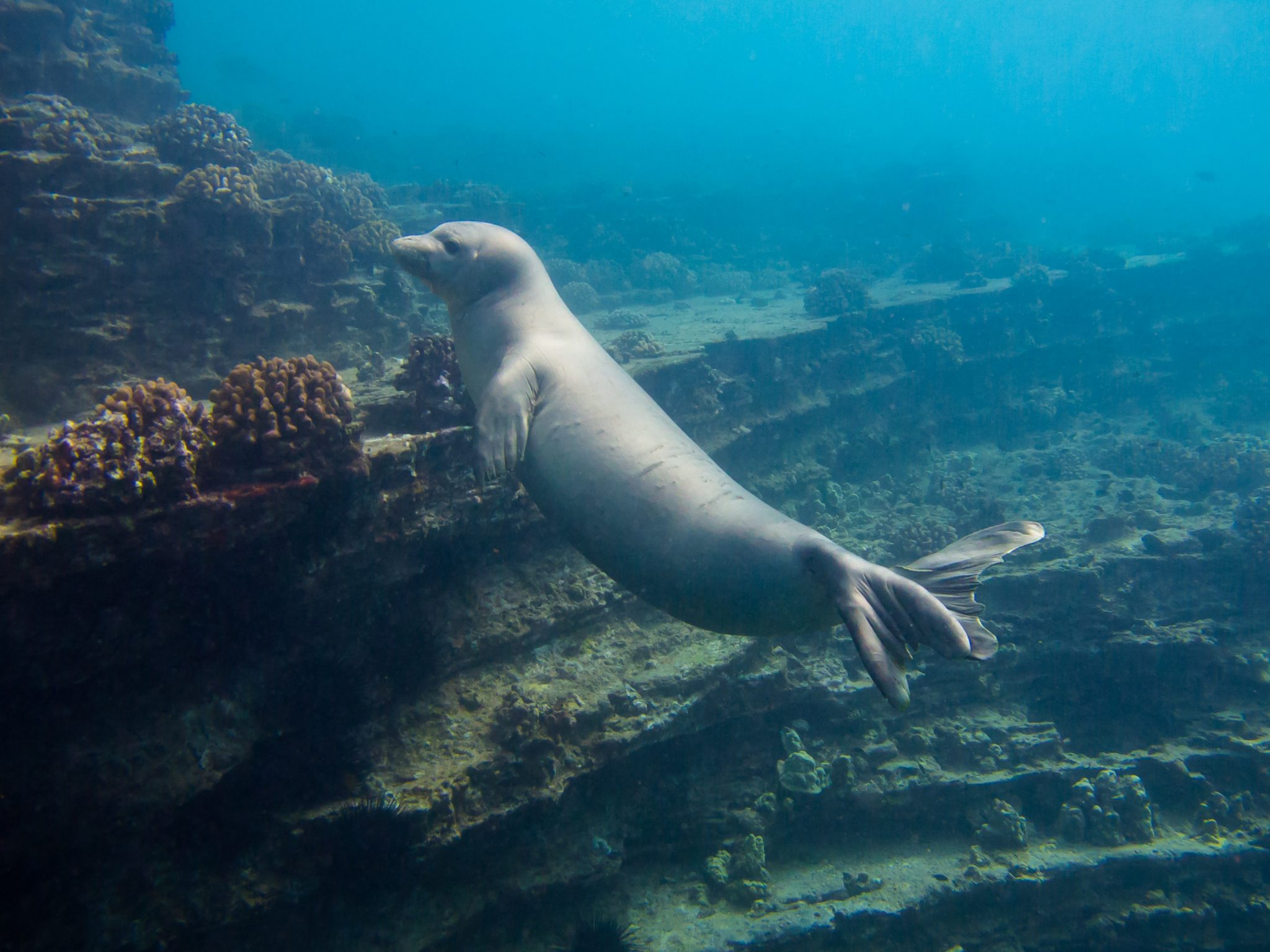 Fishes, Turtles, Seals and Snakes – Underwater Woman