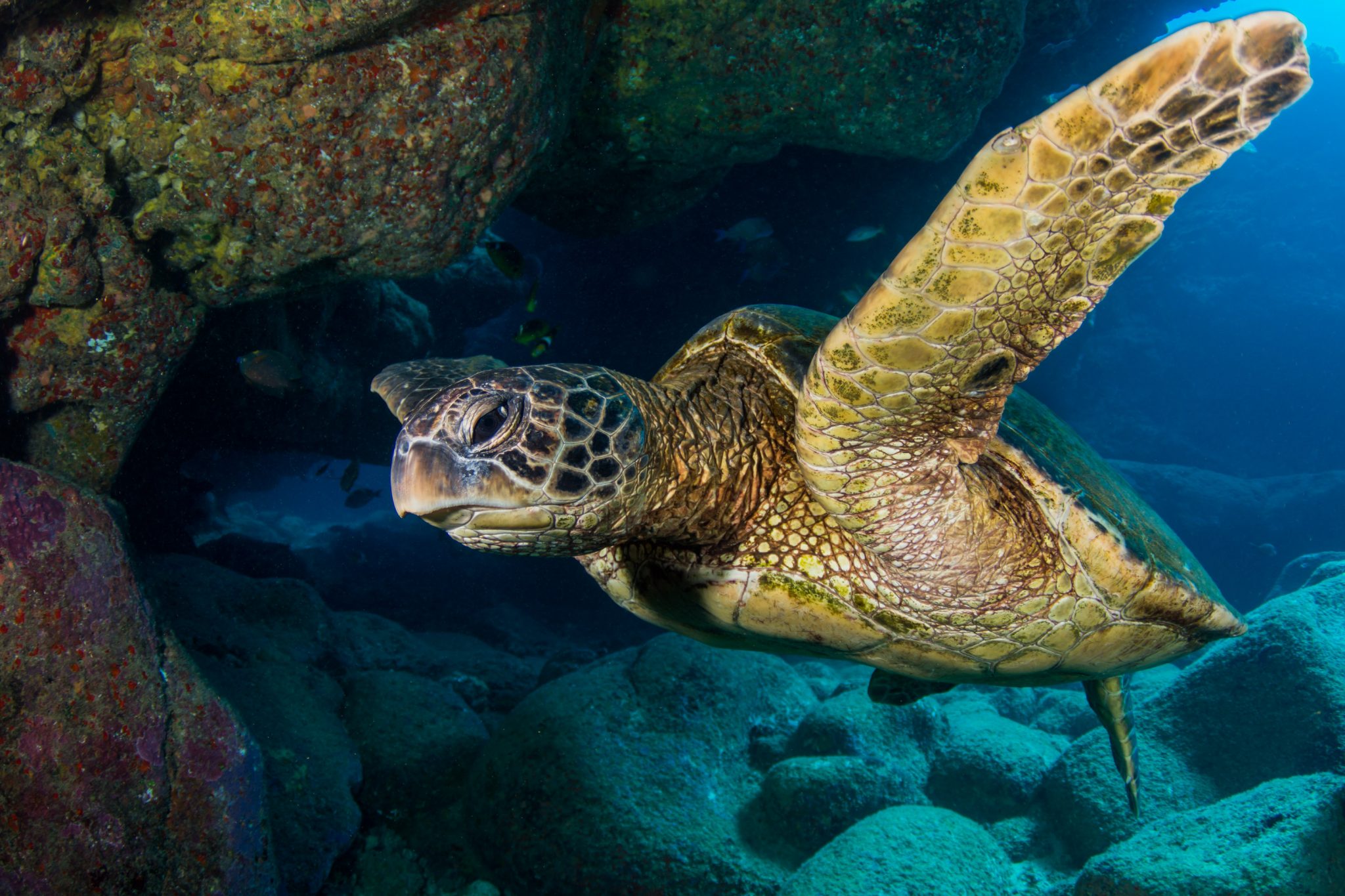 Fishes, Turtles, Seals and Snakes – Underwater Woman