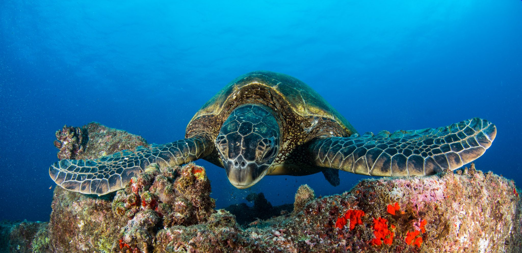 Fishes, Turtles, Seals and Snakes – Underwater Woman