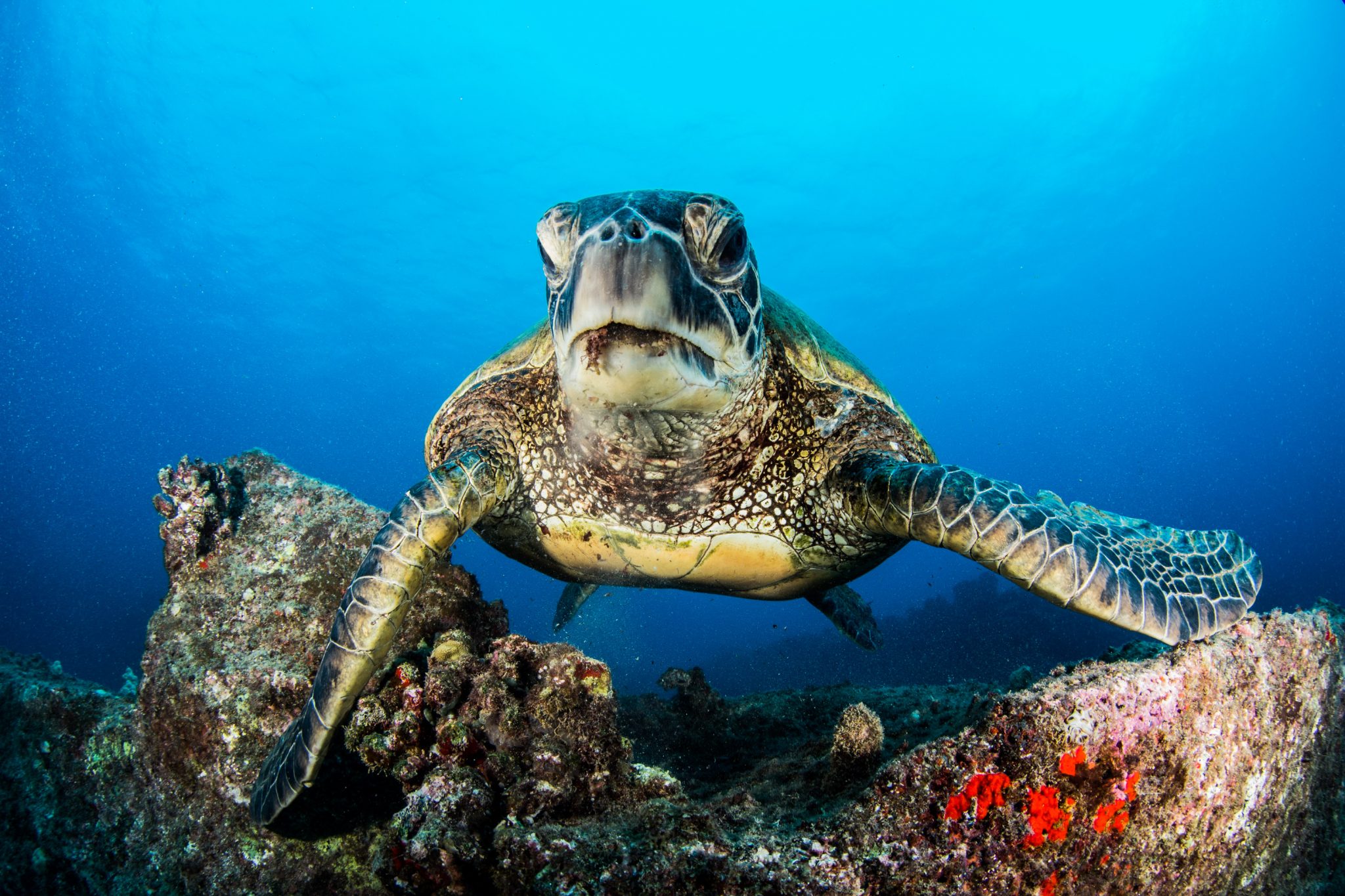 Fishes, Turtles, Seals and Snakes – Underwater Woman